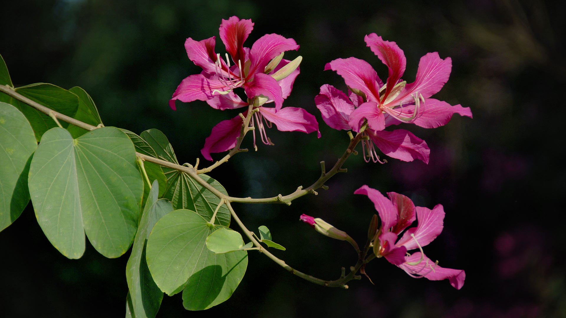 Bauhinia - Macao Government Tourism Office